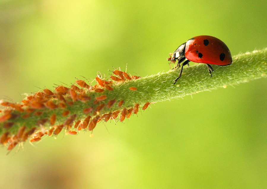 How to Keep the Bugs From Bugging Your Orchids | Orchid Care Zone