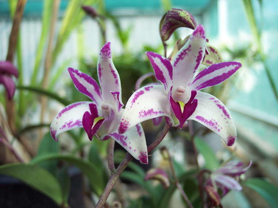 Dendrobium Orchids - Do You Make These 4 Mistakes With Dendrobiums ...