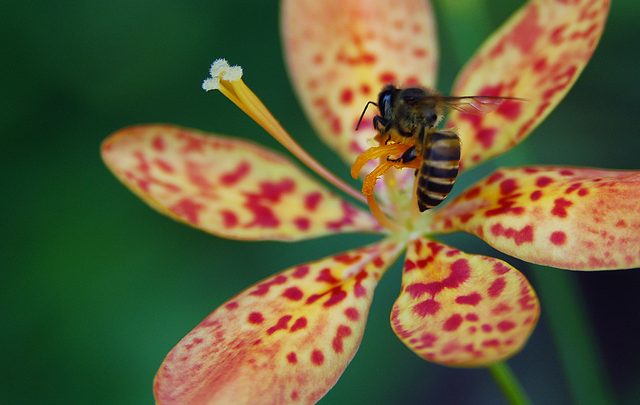 How to Create Orchid Hybrids | Orchid Care Zone