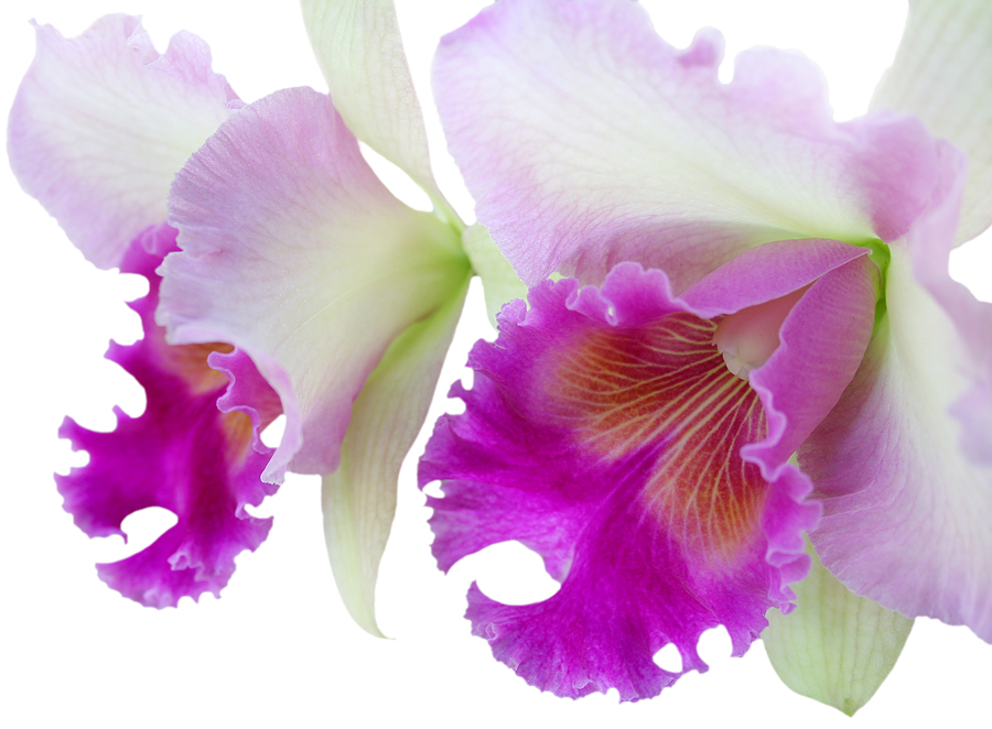 Cattleya Orchid Flower Meaning | Best Flower Site